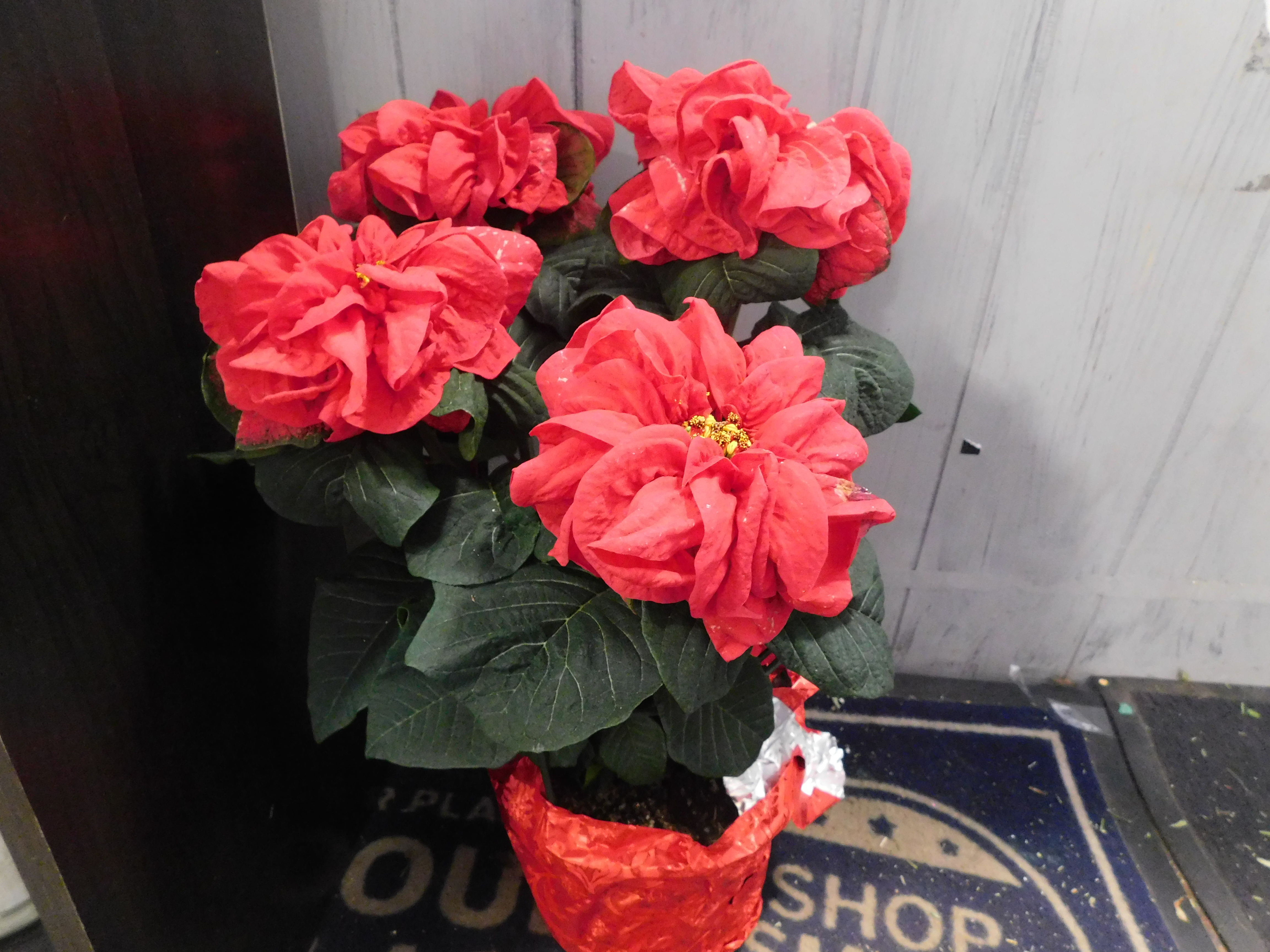 Winter Rose Early Red Poinsettia