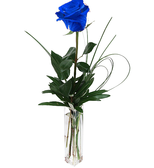 Single Blue Roses Pictures