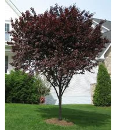 Thunder Cloud Plum Tree - Commack, NY Florist