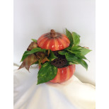 Pumpkin Pothos Plant - San Antonio, TX Florist